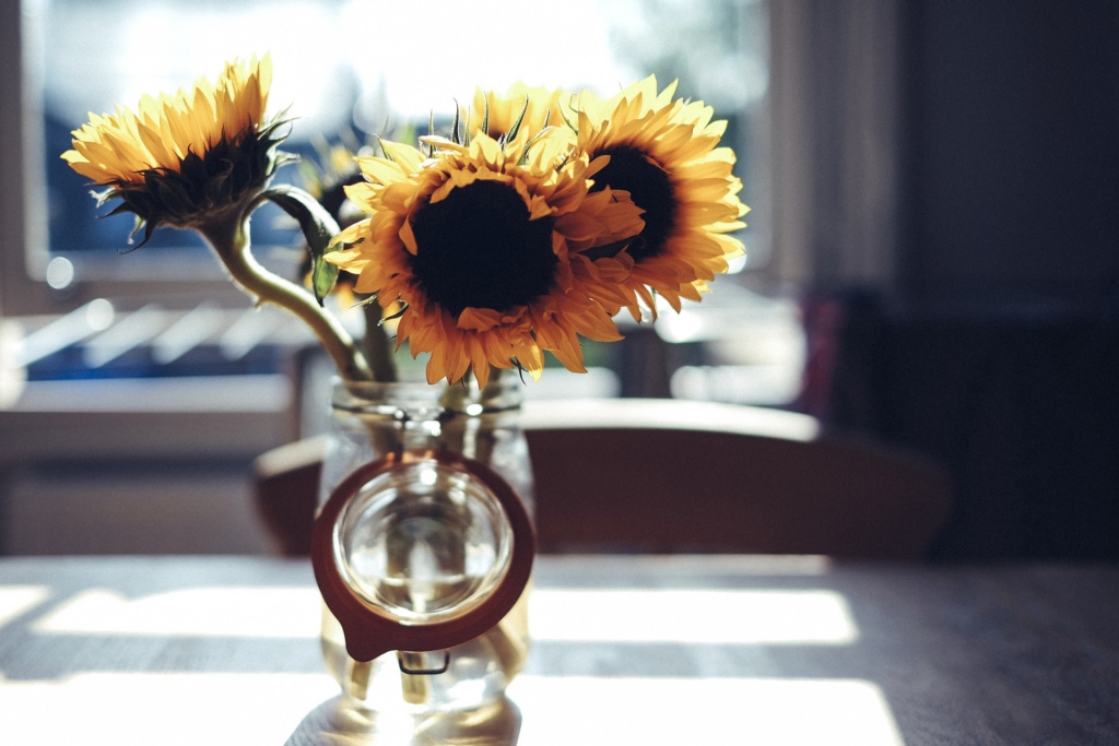 Top 3 plants against EMF radiation - Nasafes